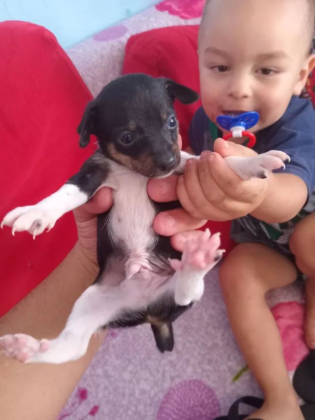 "pinscher fox" no Brasil