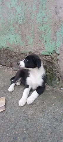 "bode filhote" no Brasil