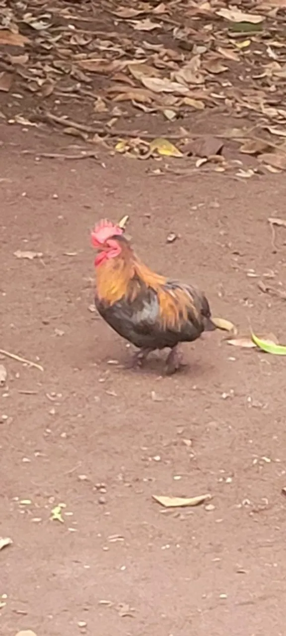 "garnizes nagasaki" no Brasil