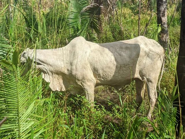 "vaca magra" no Brasil