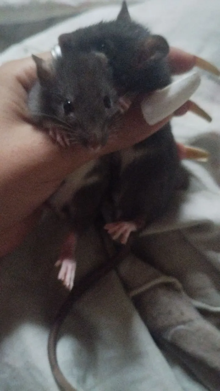 "rato twister venda" - Roedores no Brasil