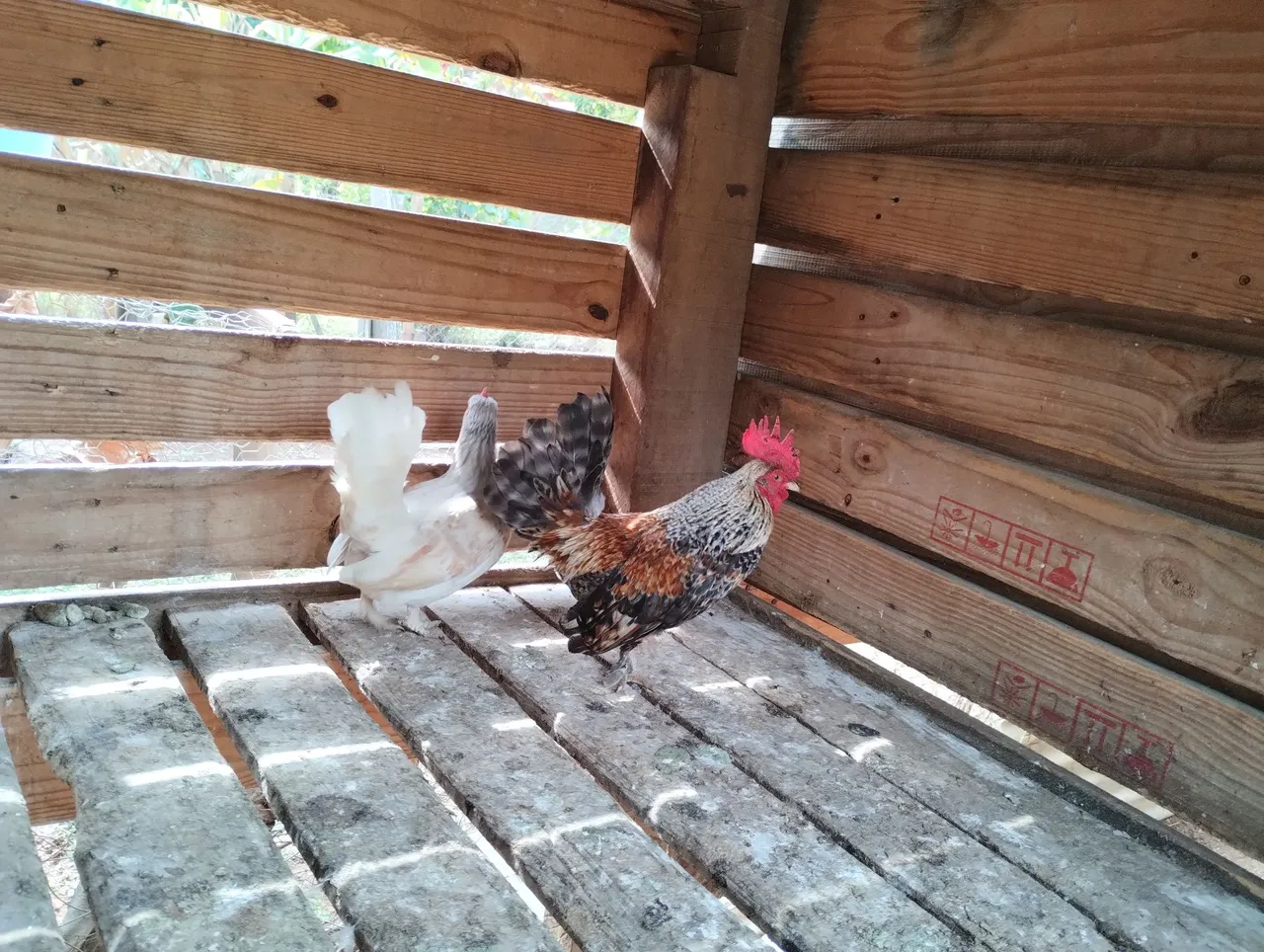 "garnizes nagasaki" no Brasil