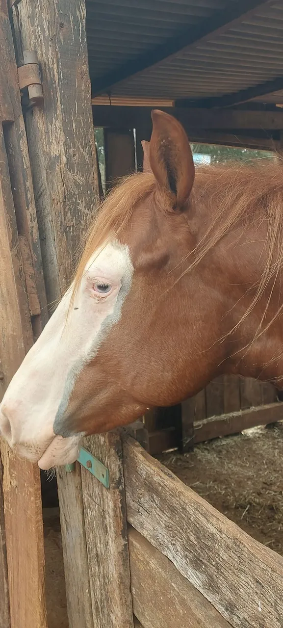 Cavalos em Mato Grosso do Sul