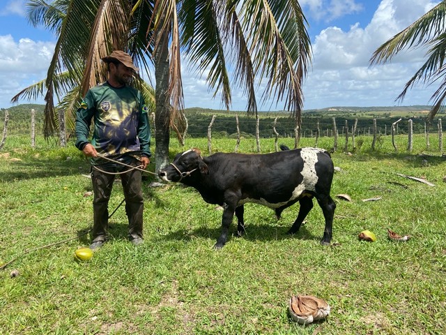 Boi mini boi | +839 anúncios na OLX Brasil