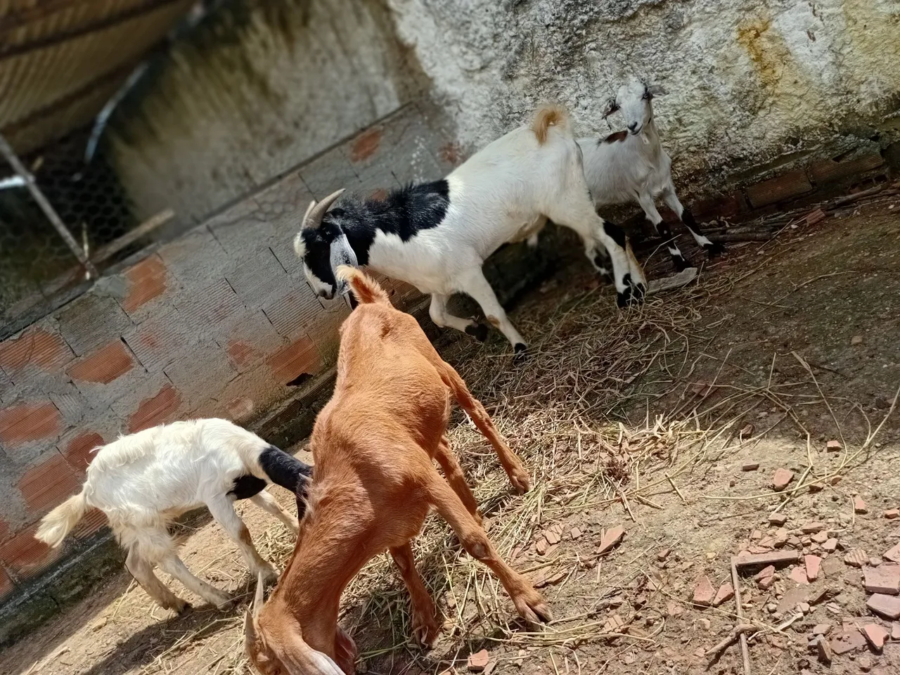 "bodes e cabras" no Brasil