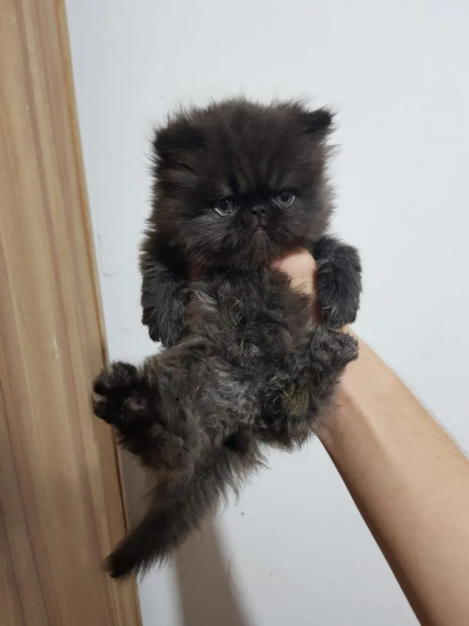 "persa preto" - Gatos no Brasil