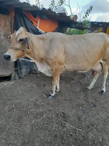 "pe da vaca" no Brasil