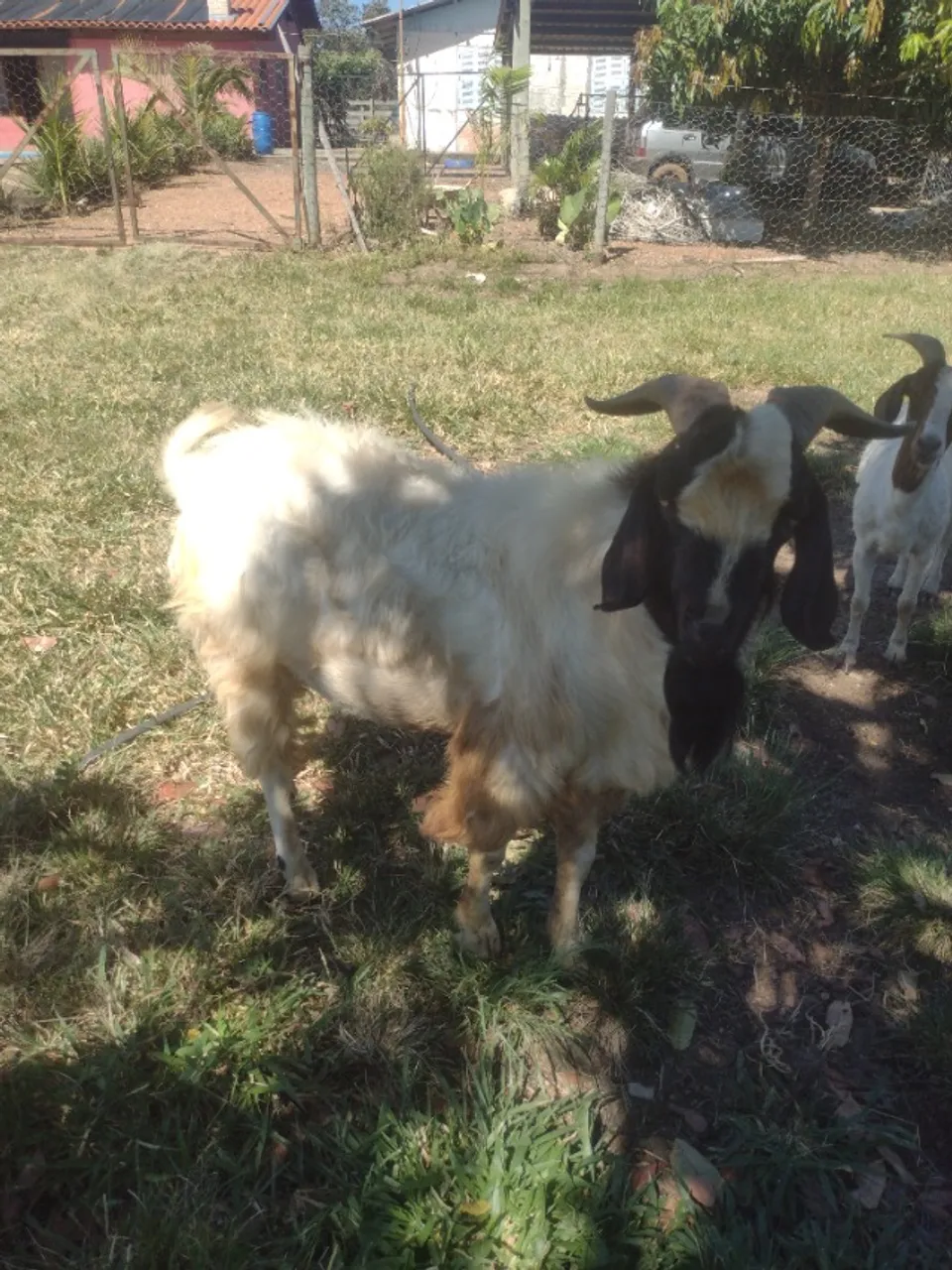 "bodes e cabras" no Brasil