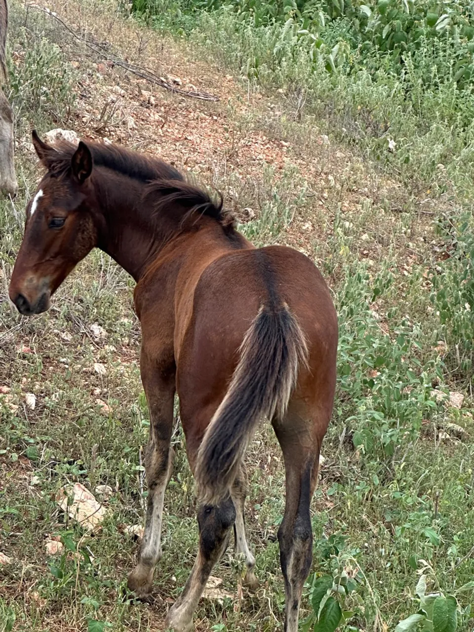 "potros e potras" no Brasil