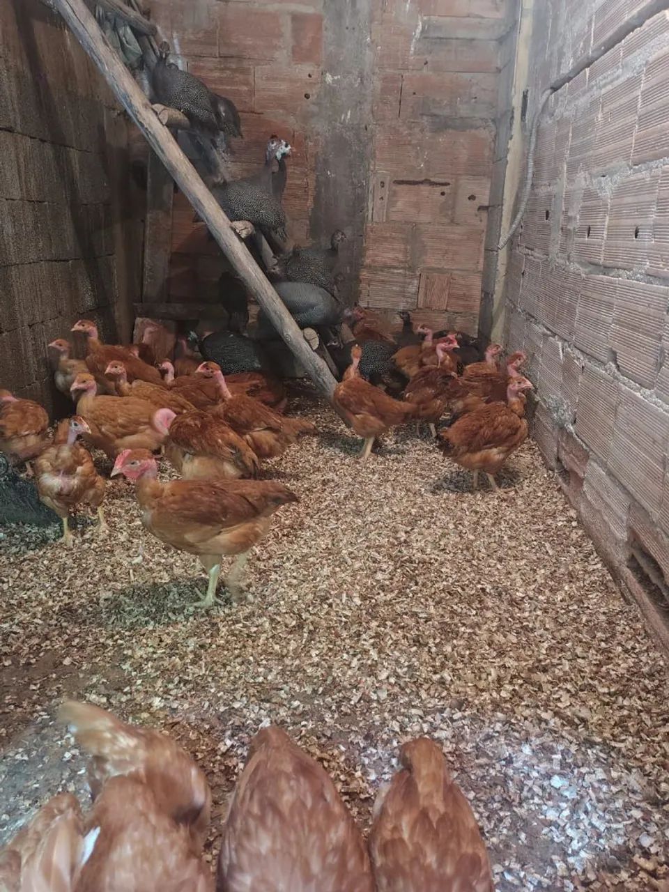 Frangos e Frangas Label Rouge - Animais para agropecuária - Jardim ...