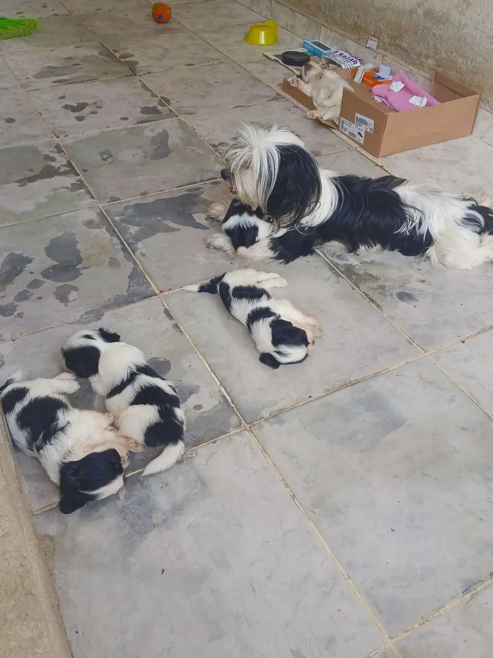 LHASA APSO FILHOTES _ A VENDA _ MENOR DA RAÇA - Cachorros - Santa Cruz ...