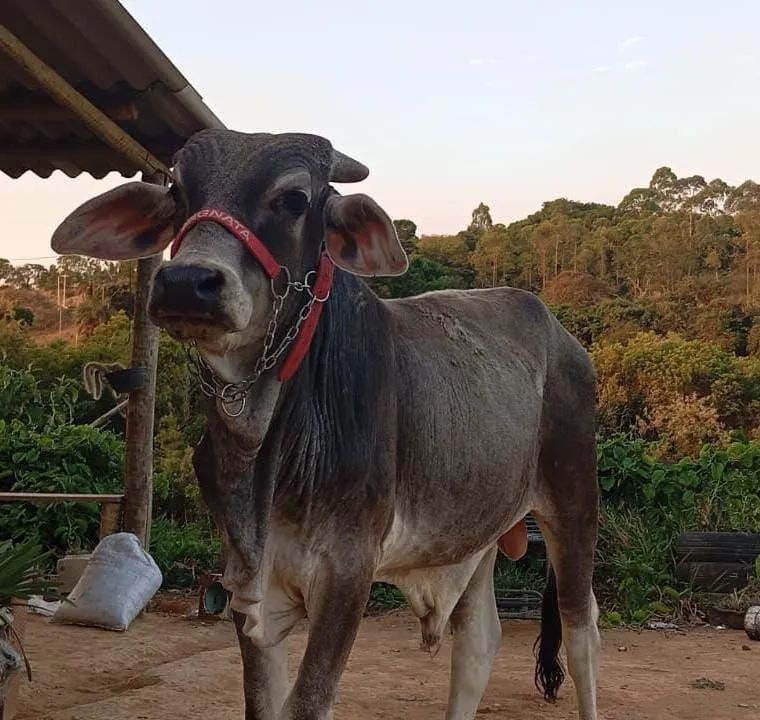 Boi Guzerá manso de cabresto - Animais para agropecuária - Itatiaiuçu ...