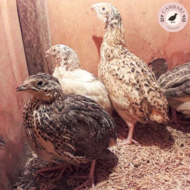 "codorna japonica" no Brasil