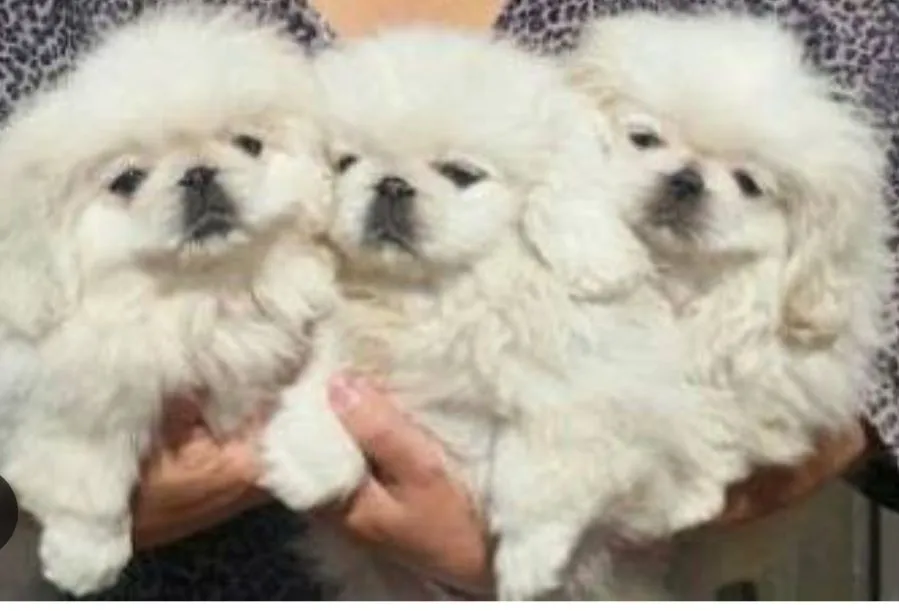 "filhote pequines" - Cachorros no Brasil