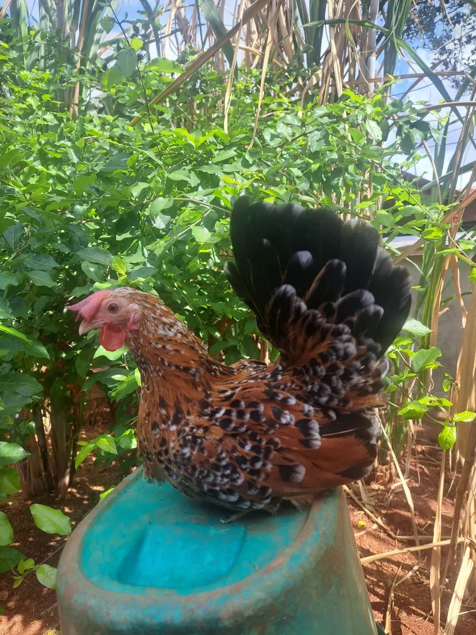 Garnizé Nagasaki - Animais para agropecuária - Nova Veneza 1452793811 | OLX