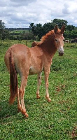 Anúncios - Frutal, Minas Gerais