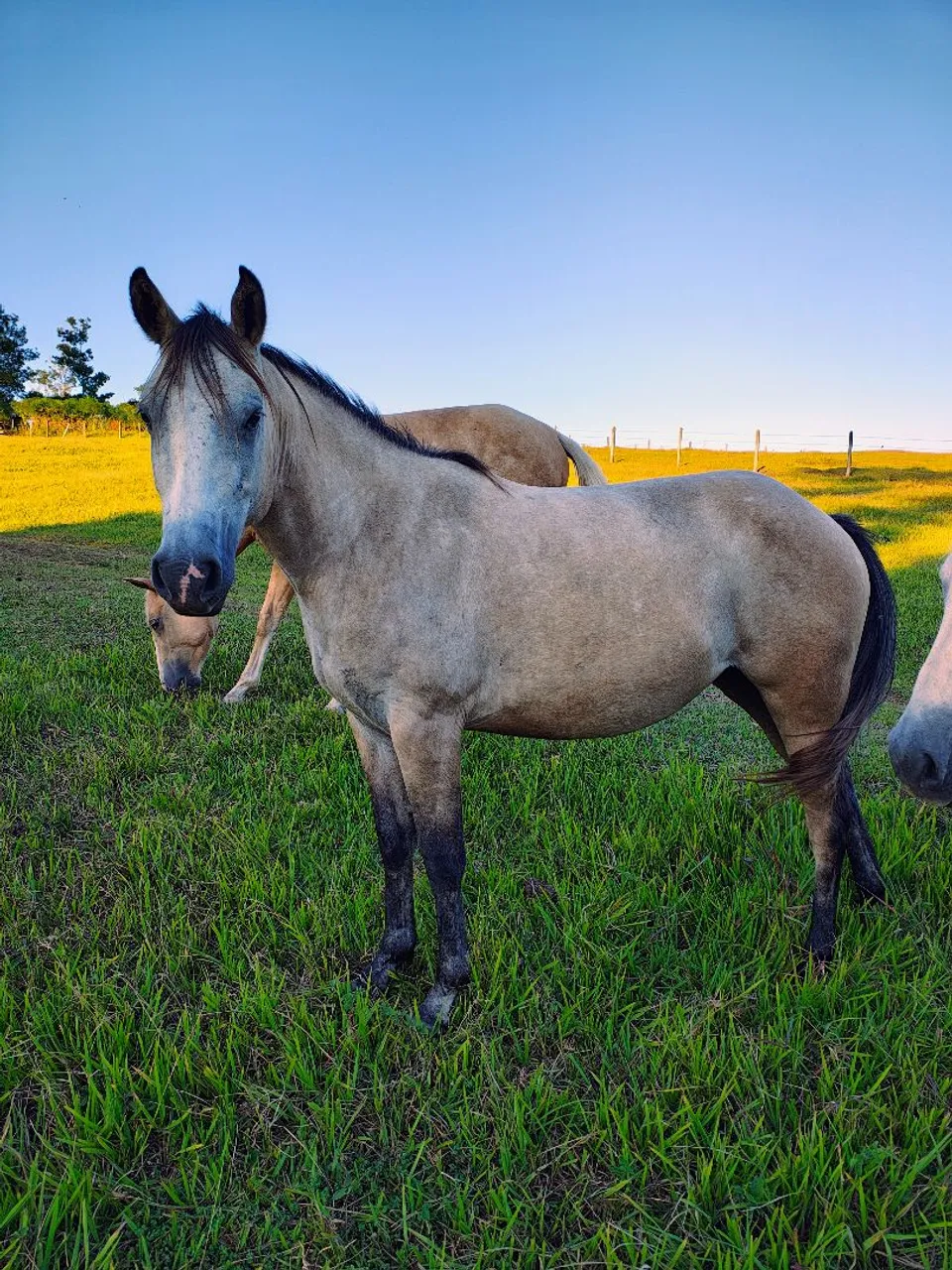 "potros e potras" no Brasil