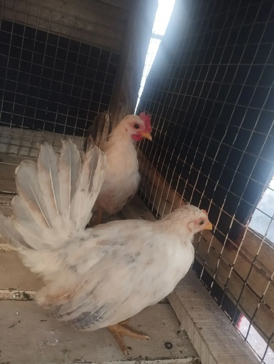 "garnizes nagasaki" no Brasil