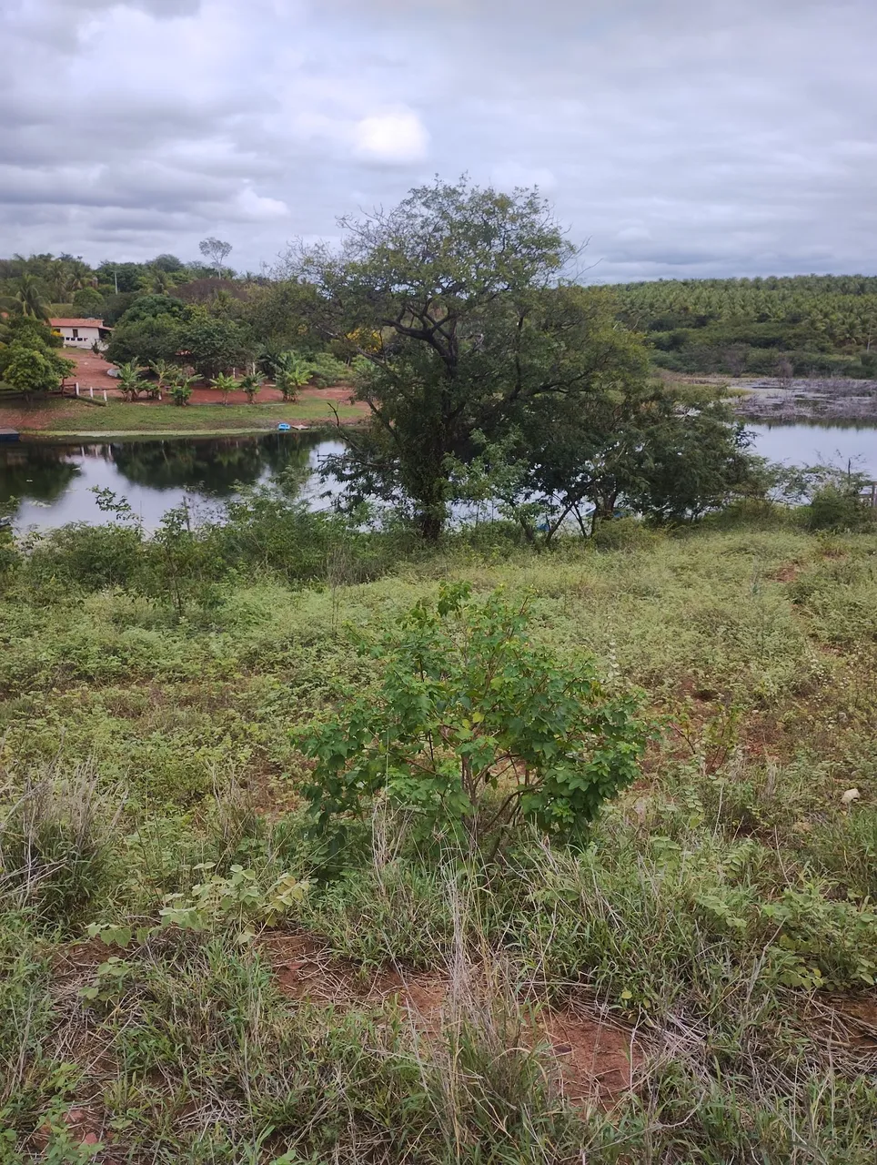 Terreno e lotes à venda - Anagé, BA | OLX