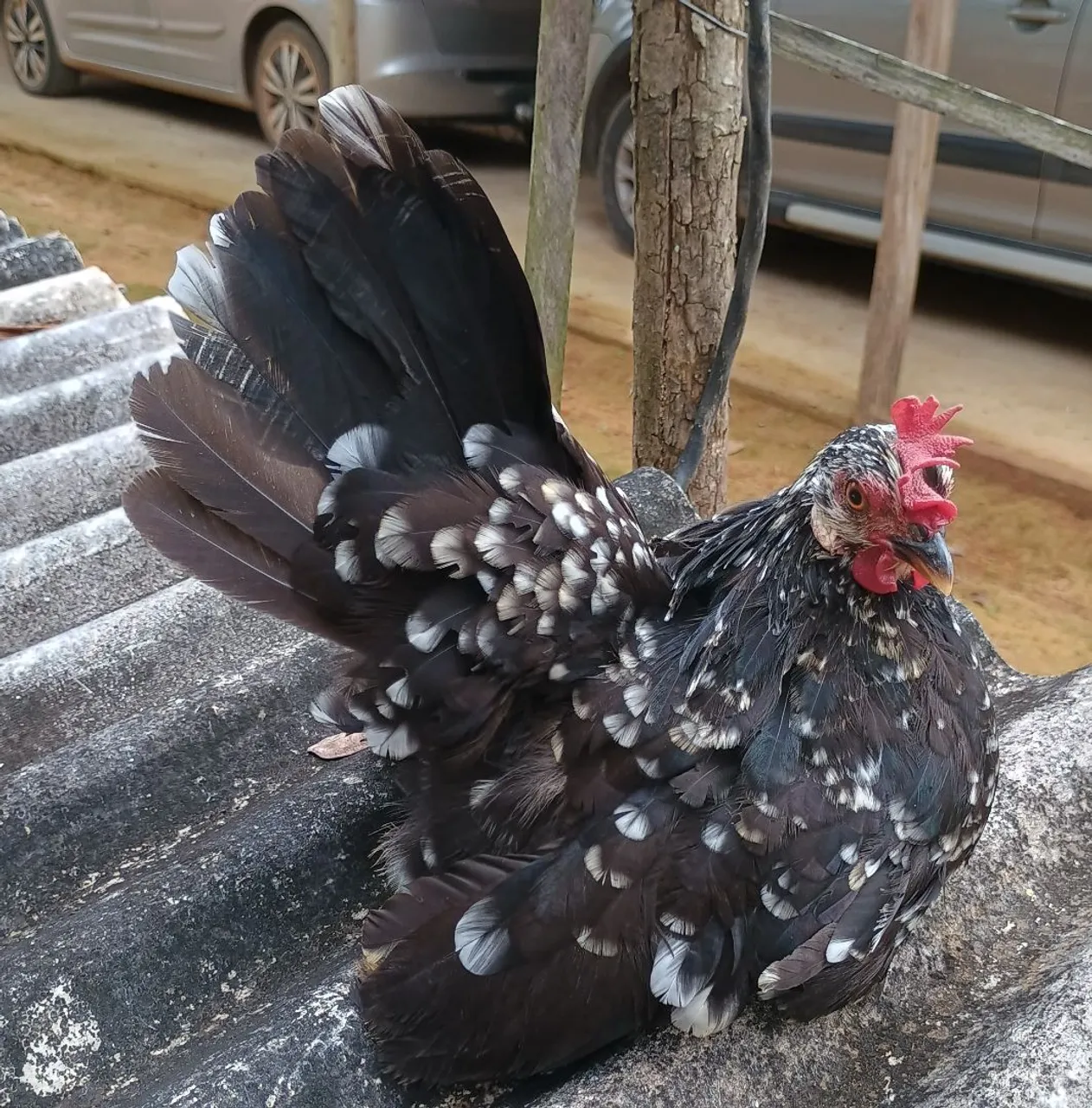 "garnizes" no Brasil