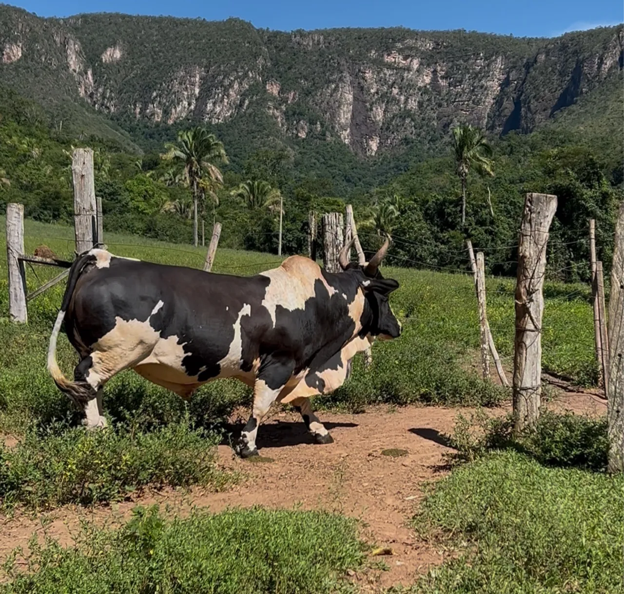 "mini vaca" - Animais para agropecuária no Brasil