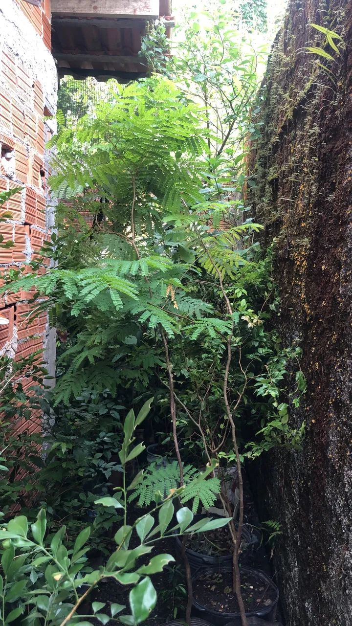 Kit Mudas pra reflorestamento - Jardinagem e Plantas - Aventureiro ...