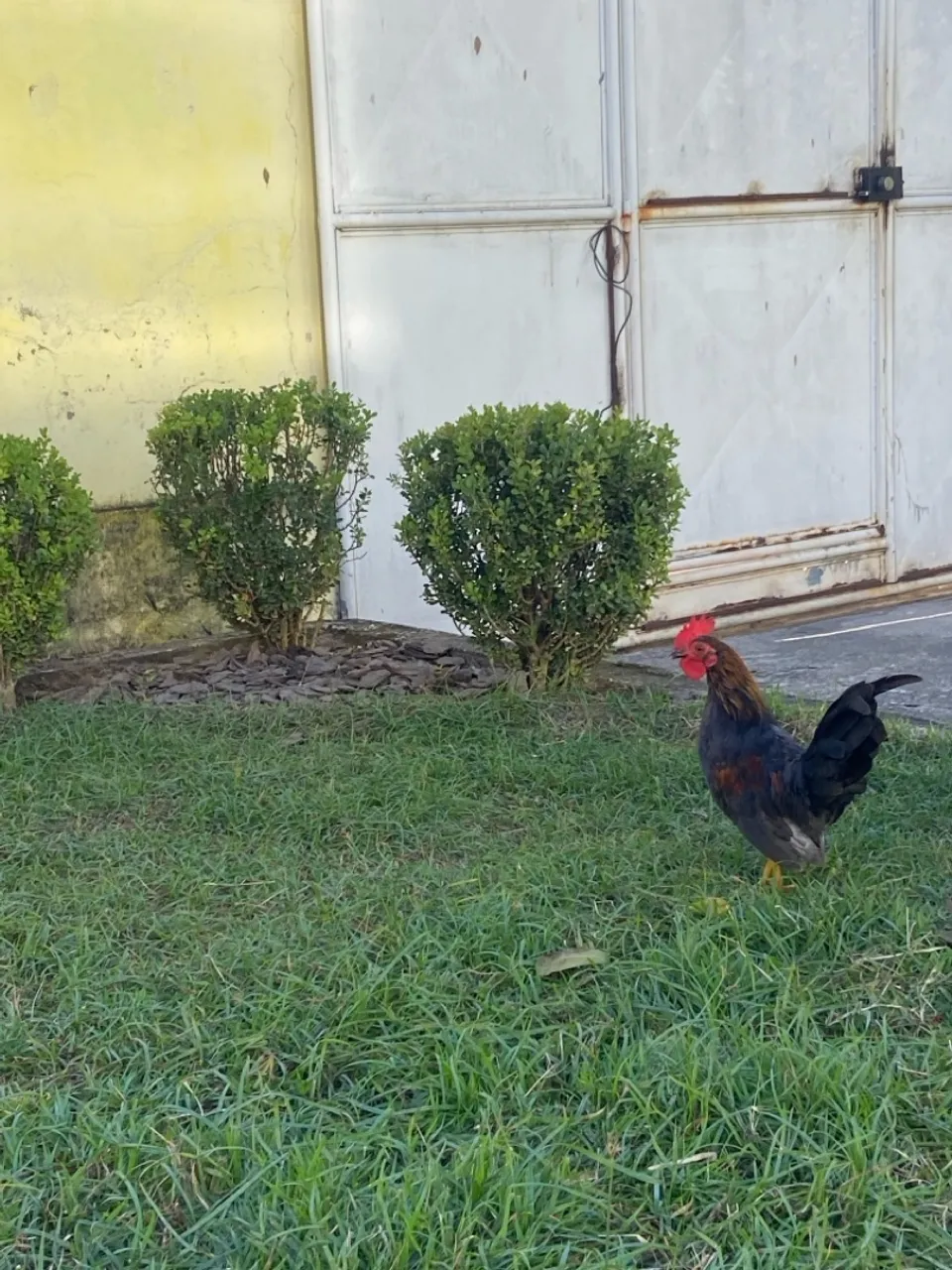 "galinhas garnizes" no Brasil