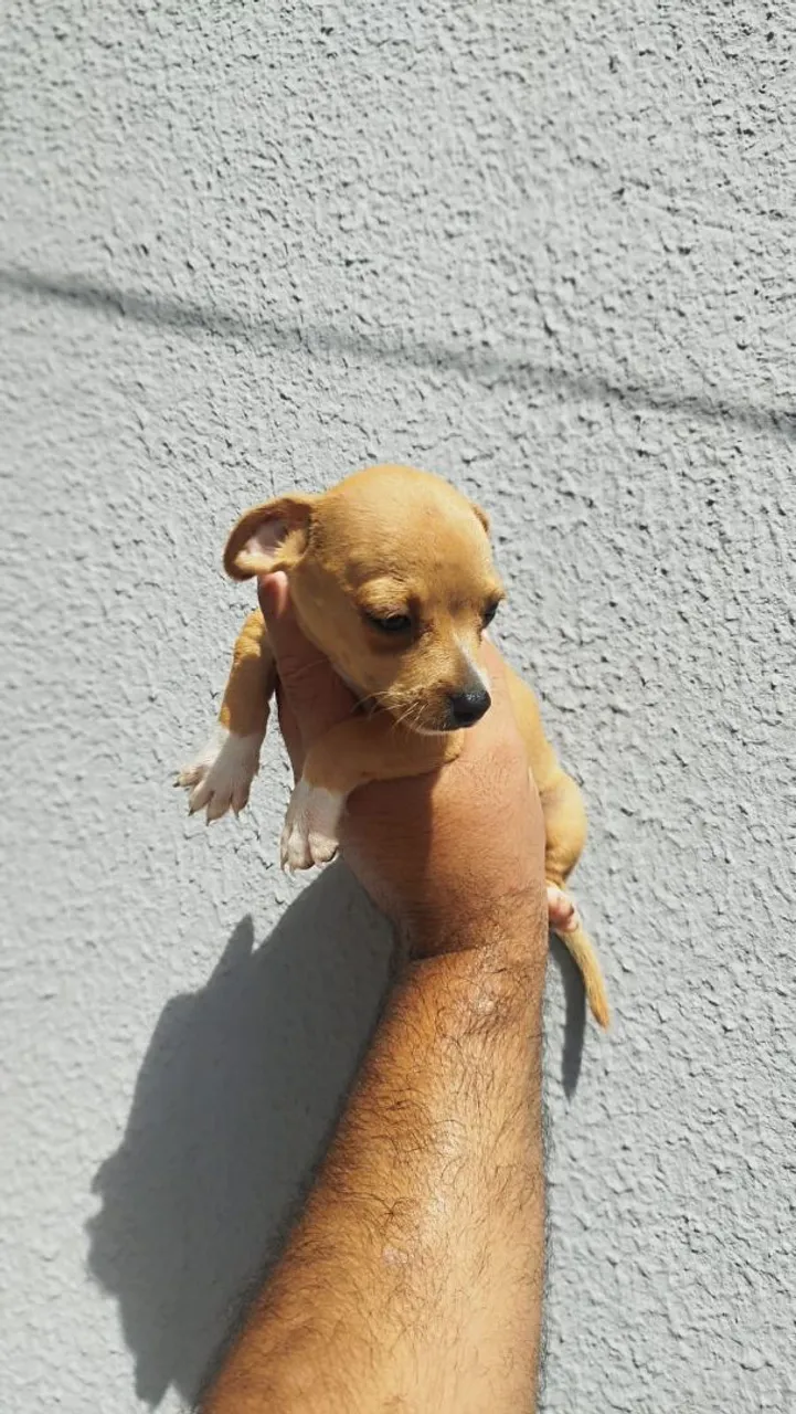 "pinscher 0" - Cachorros no Brasil