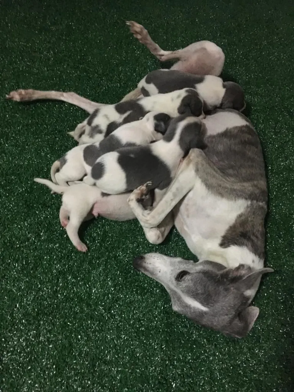 "filhote galgo" - Cachorros no Brasil