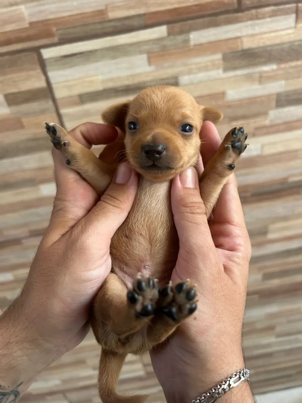 "pinscher 0" - Cachorros no Brasil