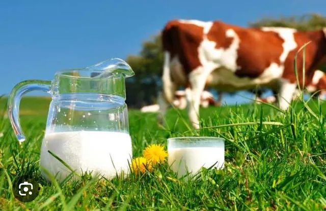 "leite puro" no Brasil