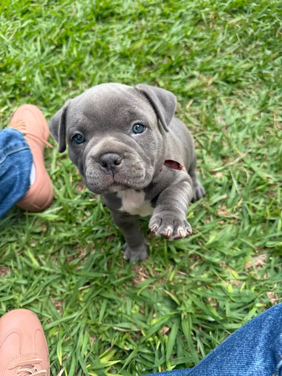 "filhotes de american bully" - Cachorros no Brasil