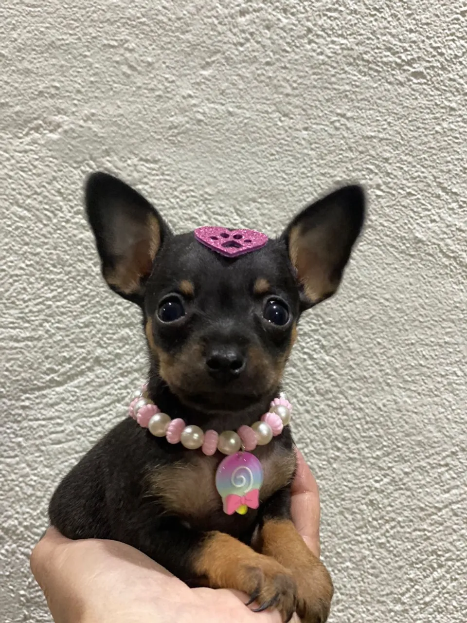 "pinscher 00 miniatura" - Cachorros no Brasil