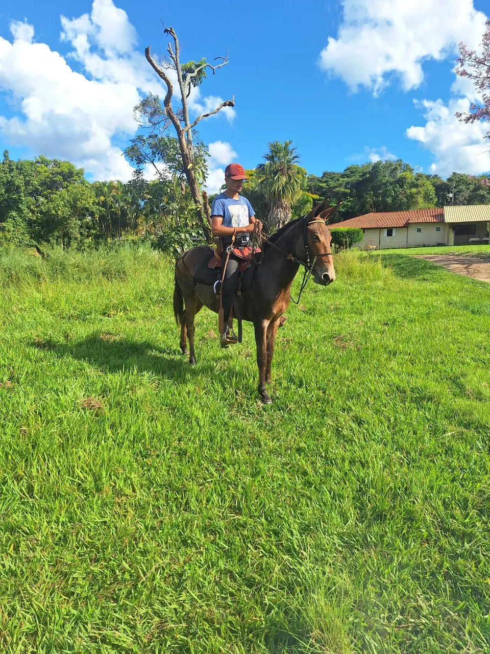"jumentos" no Brasil