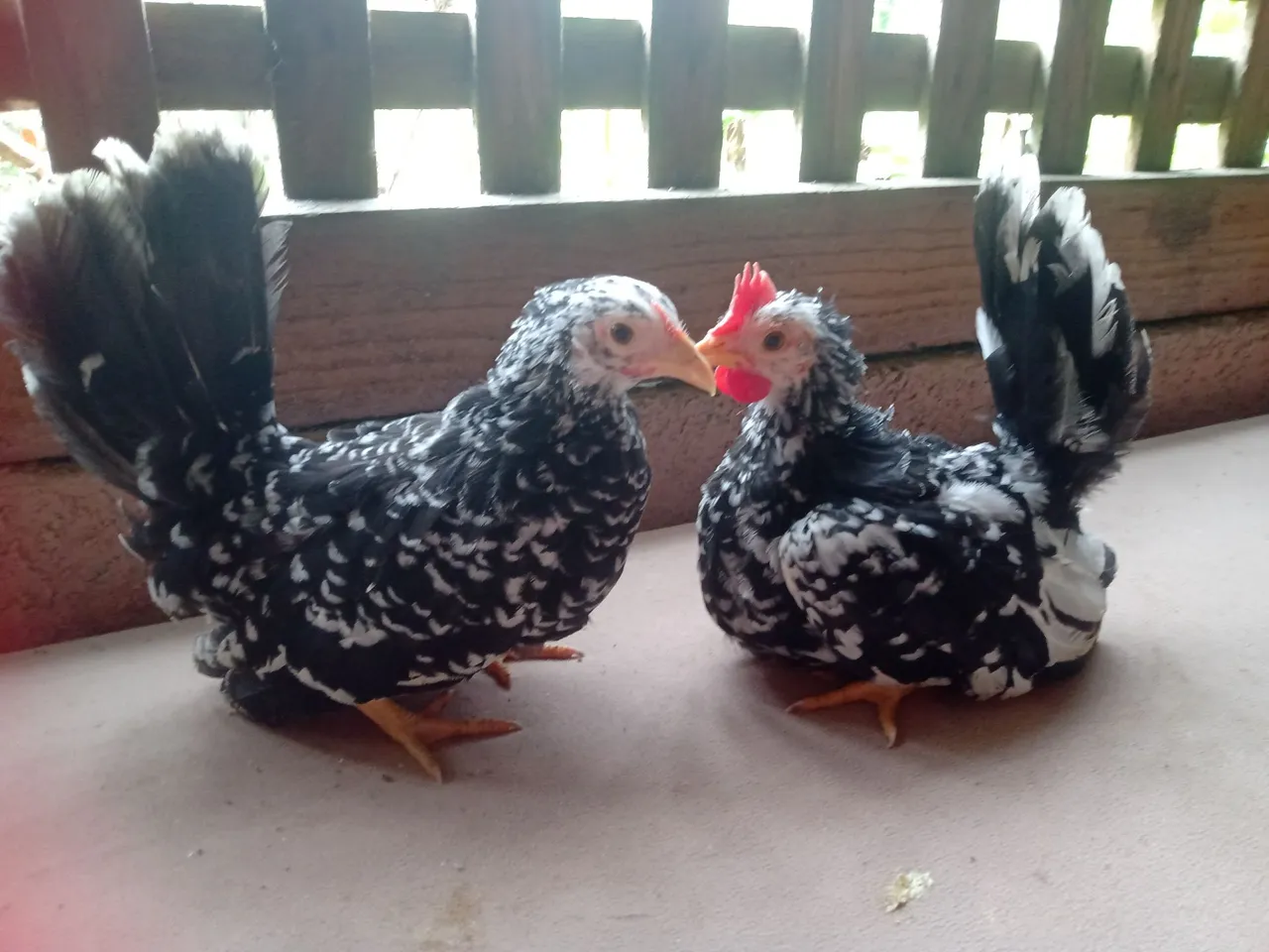 "garnizes" no Brasil