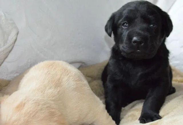 "filhote de labrador" no Brasil