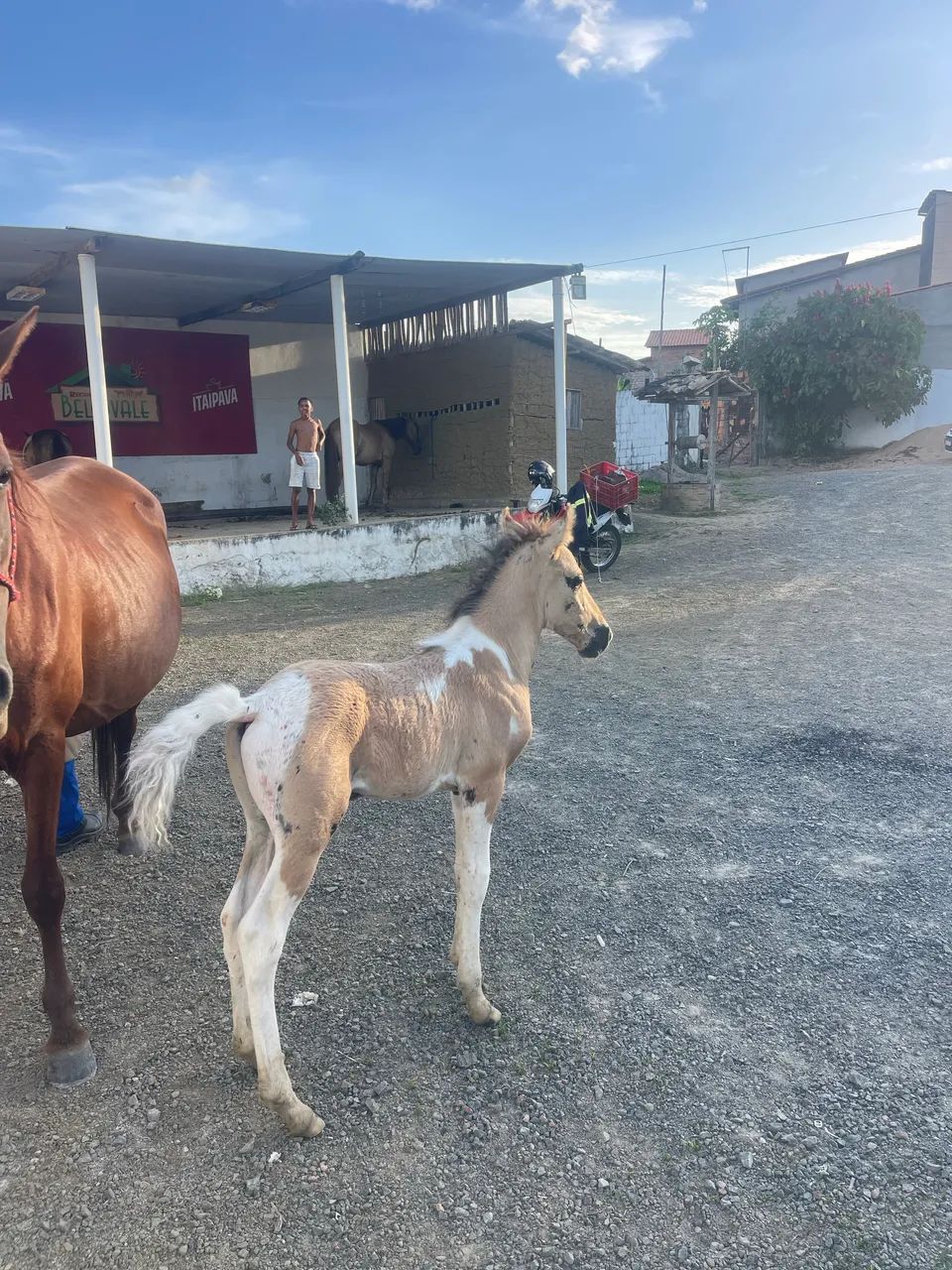 Égua mangalarga marchador com potro pampa ao pé - Animais para ...