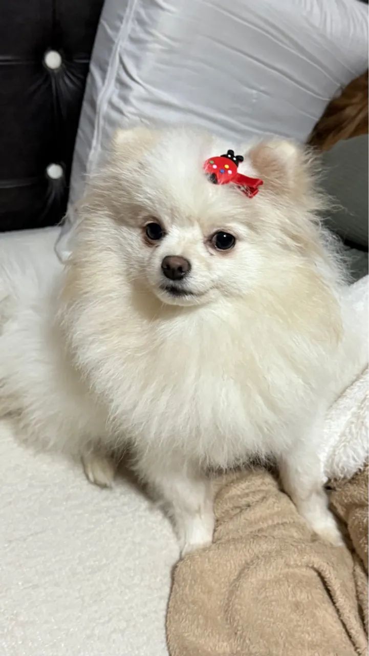 Spitz Alemão Fêmea anã - Cachorros - Vila Nova, Porto Alegre 1405182213 ...