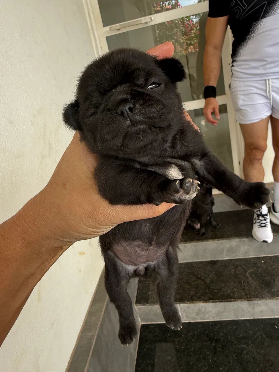Pugs 50 dias - Cachorros - Jardins Mangueiral (Jardim Botânico), Brasília 1438655752 | OLX