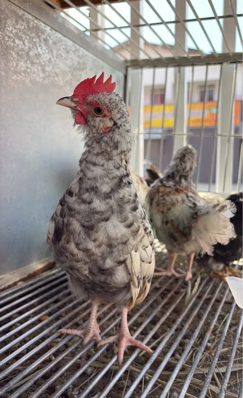 "mini garnizes" no Brasil