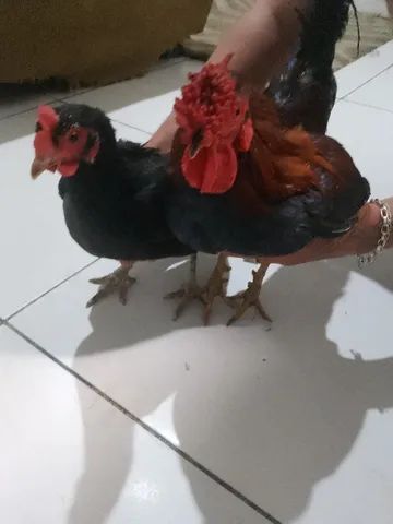 "galinha galize" no Brasil