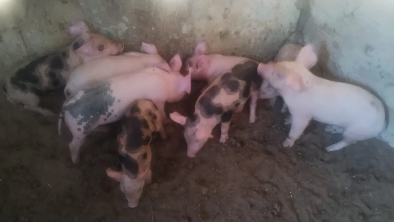 "filhotes de porcos" - Outros animais no Brasil