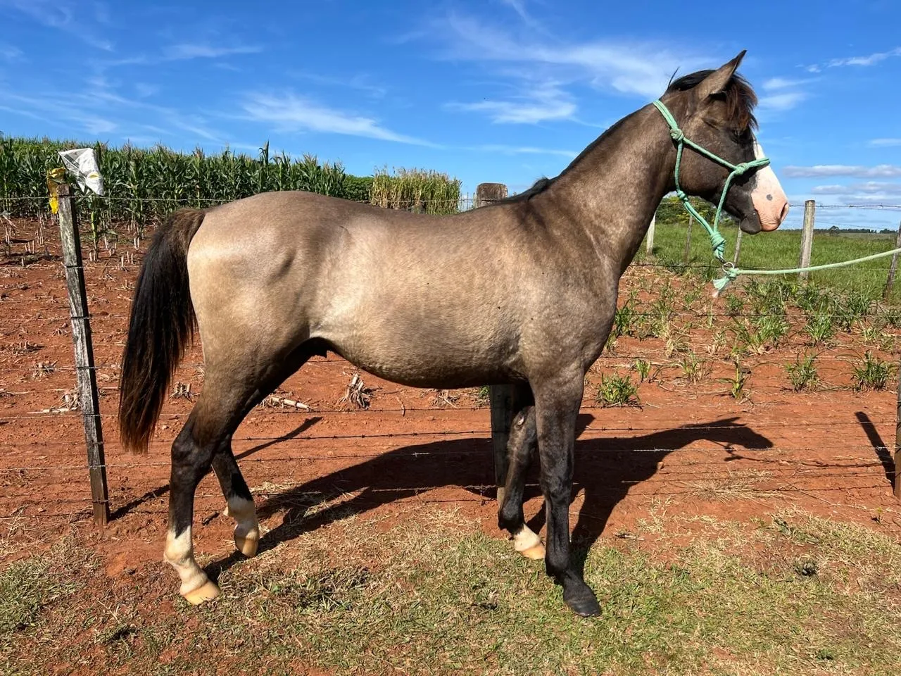 Cavalos no Rio Grande do Sul
