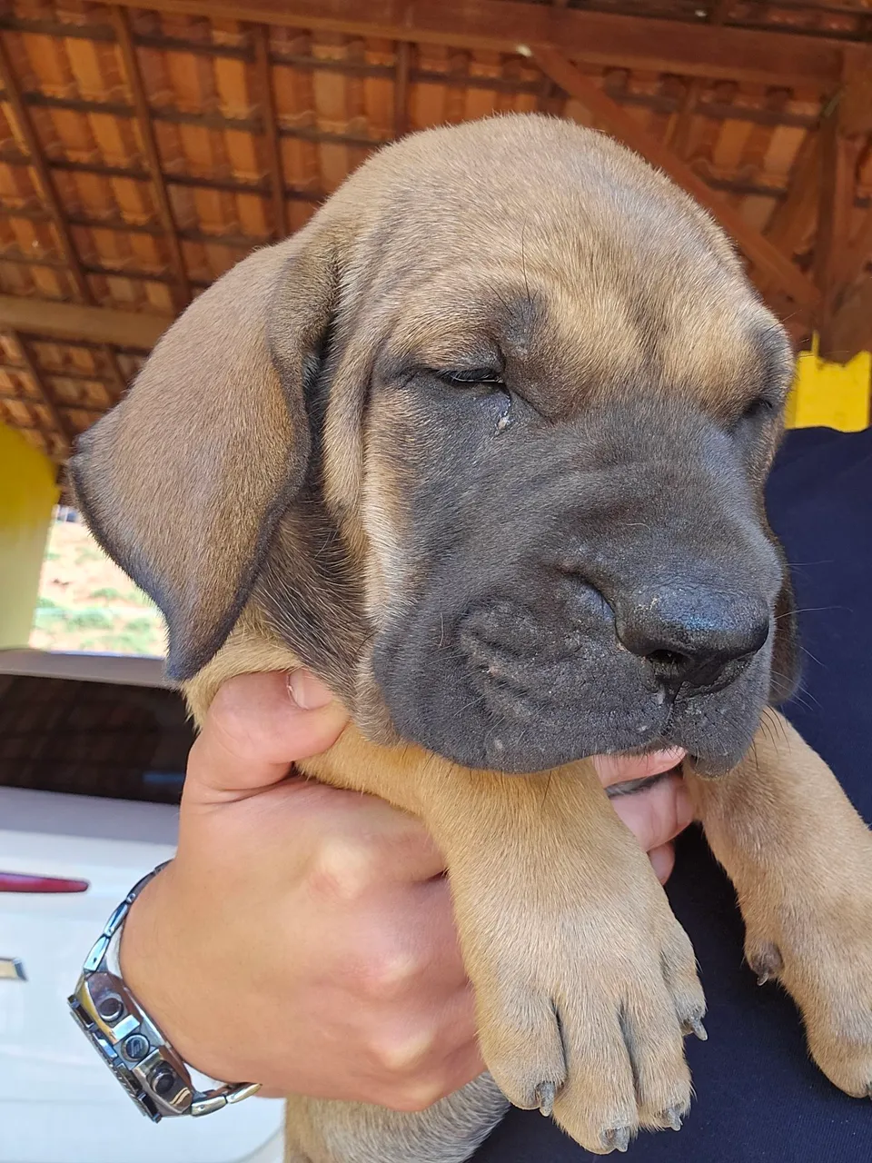"filhote fila" - Cachorros no Brasil
