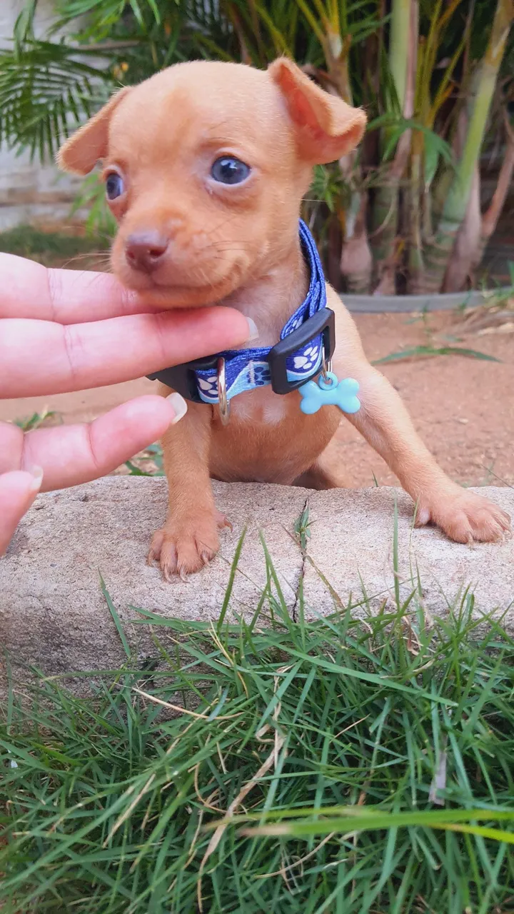 "pinscher 0" - Cachorros no Brasil