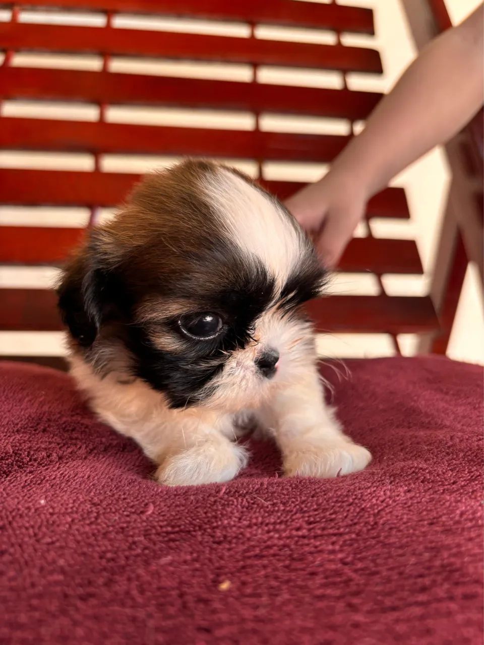 SHIH TZU COM PEDIGREE EM ATÉ 10 VEZES - Cachorros - Marco, Belém ...