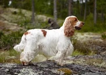 "cocker spaniel femea" no Brasil