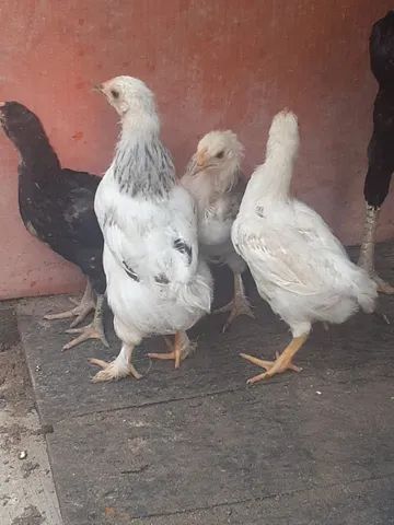 "pinto brahma" no Brasil