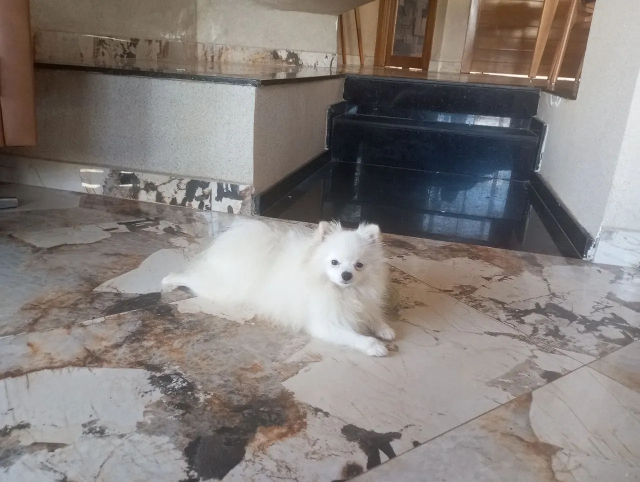 SPITZ ALEMÃO Machos Promoção PEDIGREE CBKC - Cachorros - Setor Jaó ...