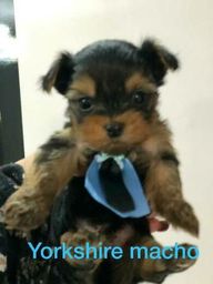 Cachorro Yorkshire no Brasil | OLX